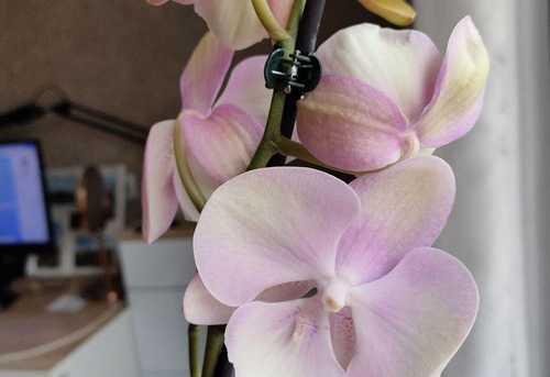 Орхидея фаленопсис Биг Лип Венецианский карнавал