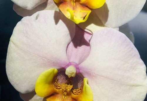 Орхидея фаленопсис Fiesta Фиеста