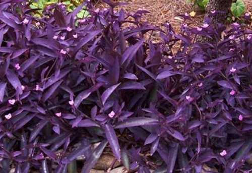 Сеткреазия пурпурная - комнатное растение