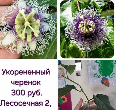 Пассифлора маракуйя