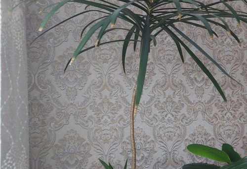 Комнатные цветы пальма продам