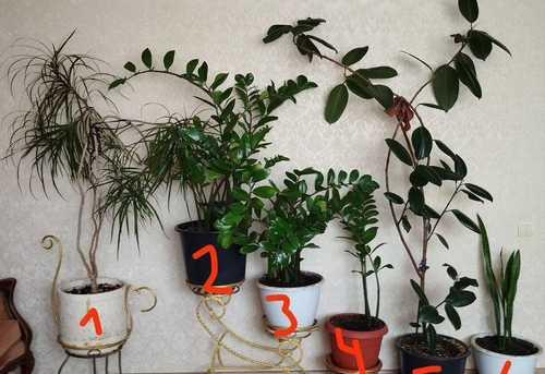 Фикус, драцена, замиокулькас, лимон, сансевиерия