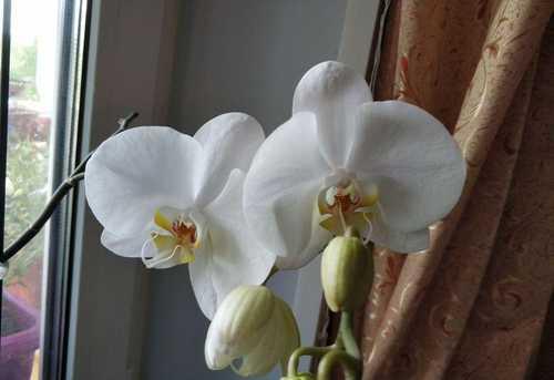 Орхидея фаленопсис