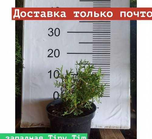 Туя западная Tiny Tim