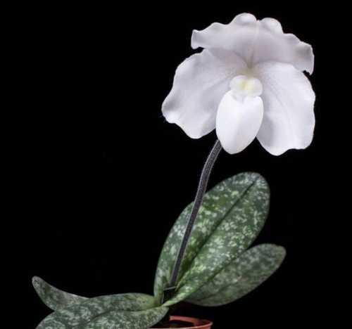 Орхидея Paphiopedilum Niveum ‘6207’ x ‘6208’