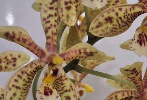 Орхидея фаленопсис Бронзовая Дева