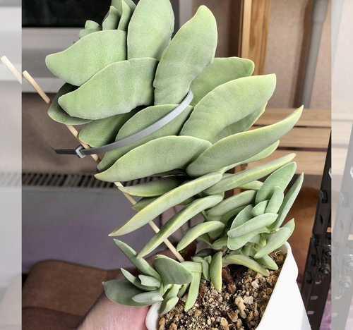 Crassula Perfoliata Falcata, Крассула фальката