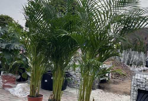 Арека пальма 160 см