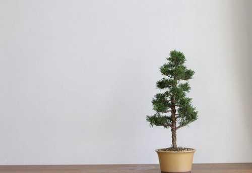 Растение Бонсай - Можжевельник Juniperus chinensis