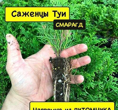 Туи Смарагд от производителя