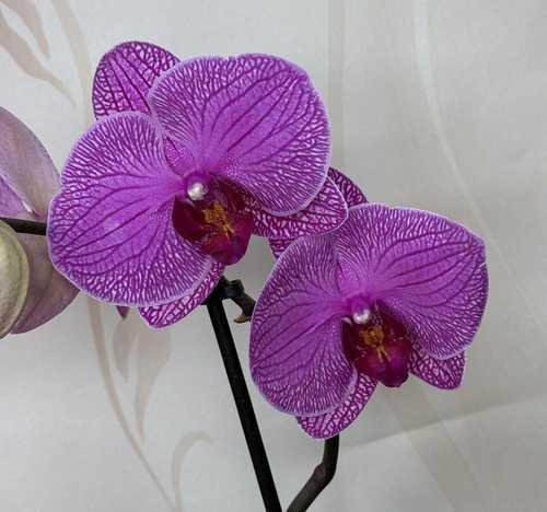 Орхидея фаленопсис