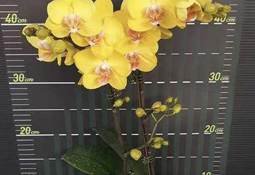 Орхидея фаленопсис Canary