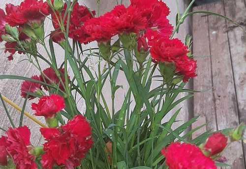 Гвоздика ампельная