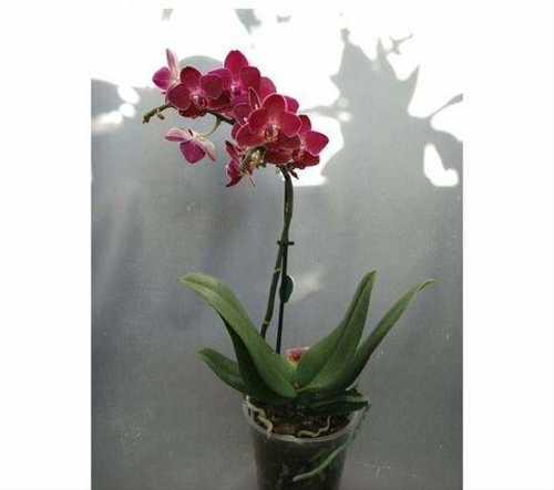 Цветущая орхидея фаленопсис Red lion