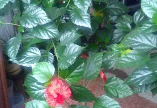 Гибискус китайская роза, домашние цветы