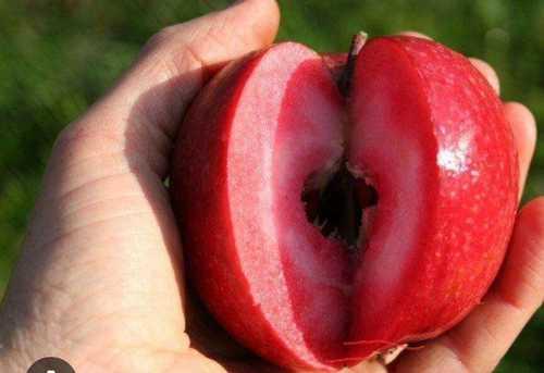 Саженцы яблони красномясой Вампира
