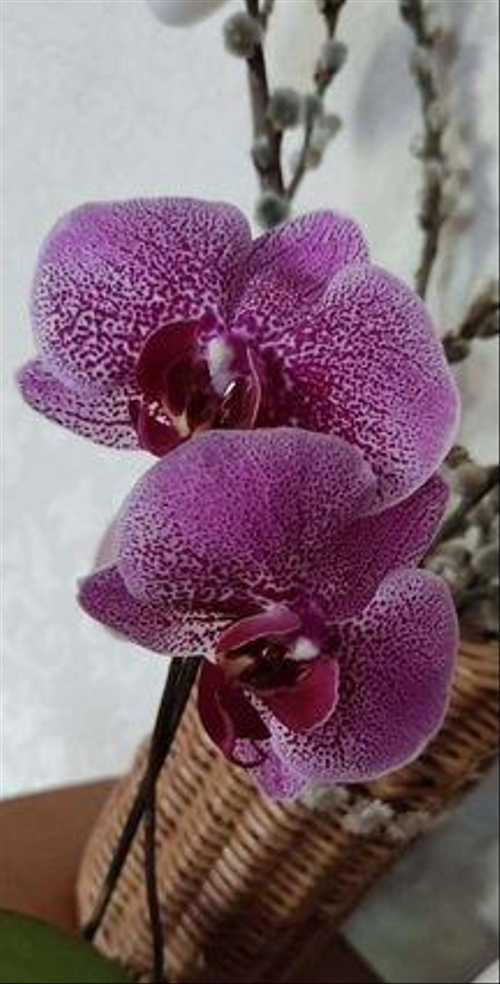 Орхидея фаленопсис "Ягуар"