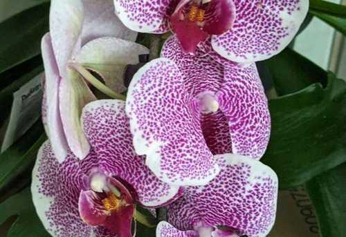 Орхидея фаленопсис Пандора