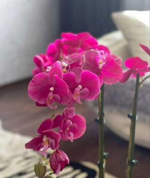 Орхидея фаленопсис цветы для интерьера