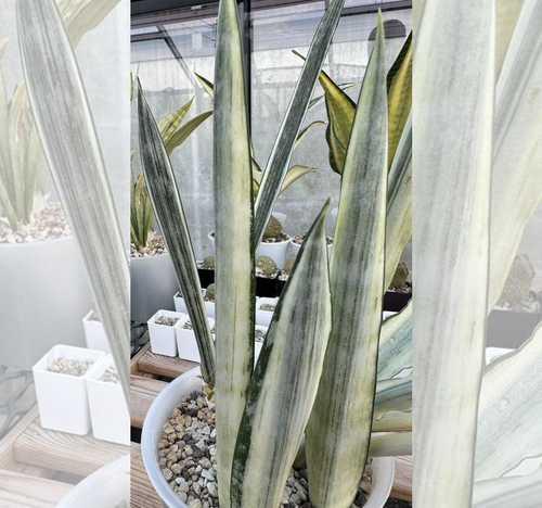 Sansevieria Bogor (Сансевиерия вариегатная)