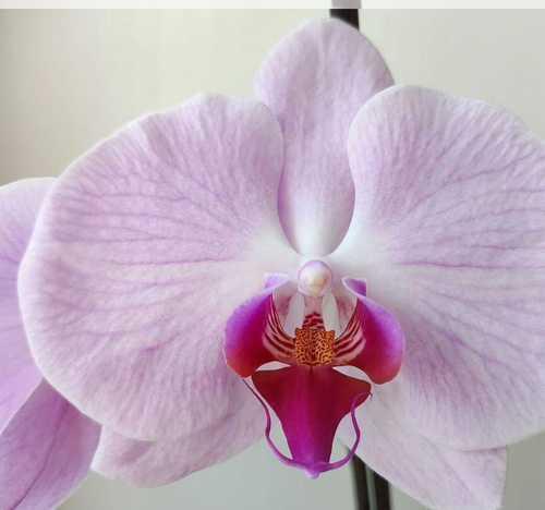 Орхидея фаленопсис цветет
