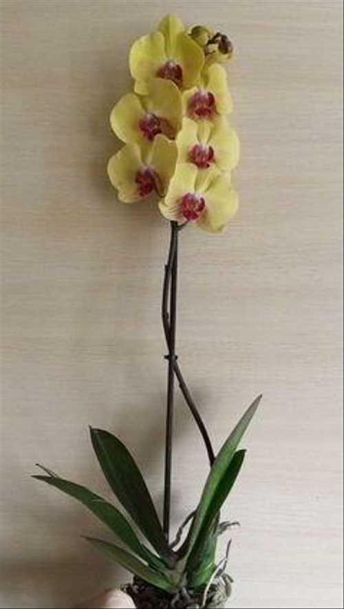 Орхидея фаленопсис Goldion жёлтая
