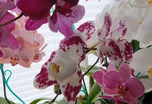 Орхидея фаленопсис бабочка пелорик танго, цветущая
