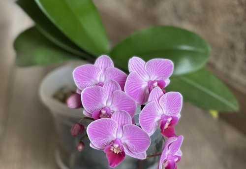 Продам орхидею mini