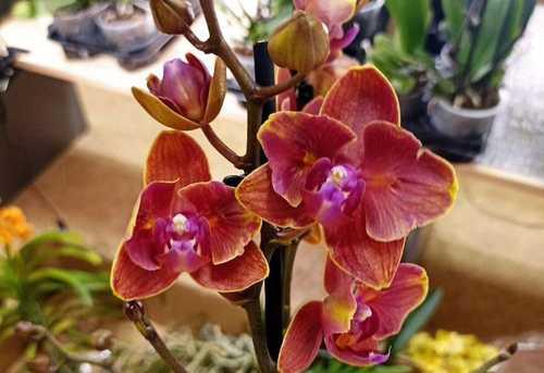 Орхидея фаленопсис бабочка оранжевая