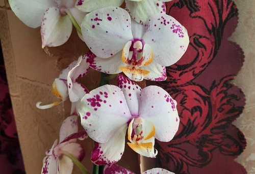 Орхидея фаленопсис а-ля Пиниф