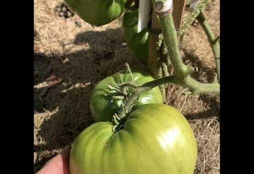 Семена помидоров, семена сортовых томатов гномов