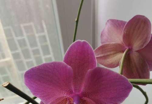 Орхидея фаленопсис - детка