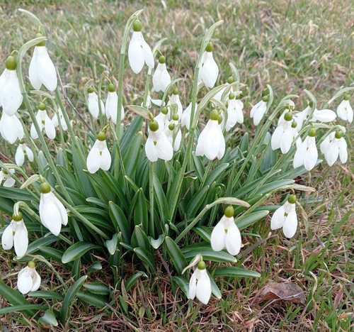 Подснежники луковицы