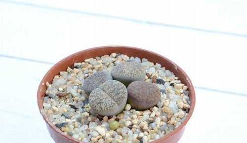 Lithops sp. (Литопс) (SCT28908)