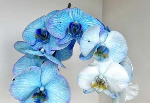 Орхидея фаленопсис крупная