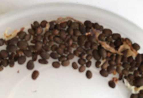 Бальзамин однолетний-семена