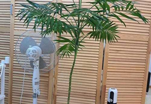 Комнатный цветок пальма хамедорея