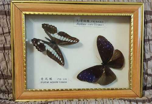 Коллекционная бабочка под стеклом