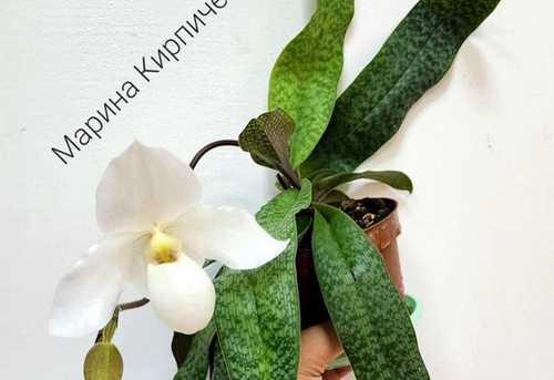 Орхидея пафиопедилум "Deperle"