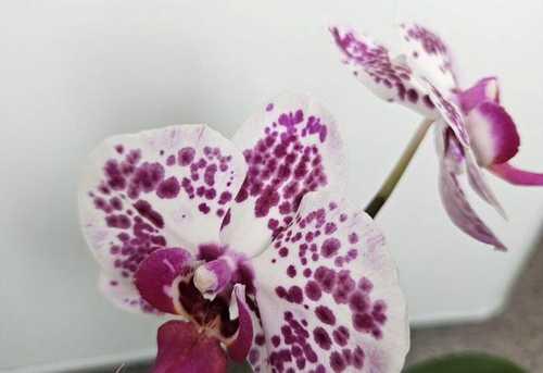 Орхидея фаленопсис Education, отцвела