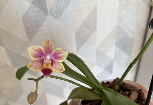 Орхидея фаленопсис Sogo Gotris