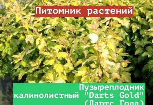 Саженцы Пузыреплодник калинолистный Darts Gold (Д