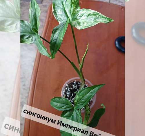 Сингониумы