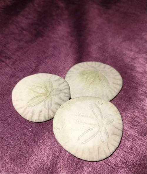 Уникальный подарок из США,Калифорния sand dollar