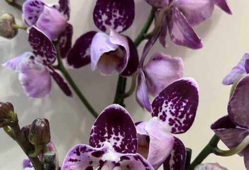 Орхидея пелор Bublble