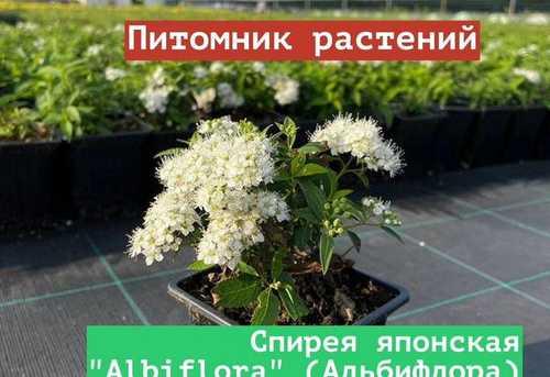 Спирея японская Albiflora (Альбифлора) Оптом из п