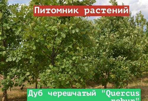 Дуб черешчатый Quercus robur Оптом из питомника