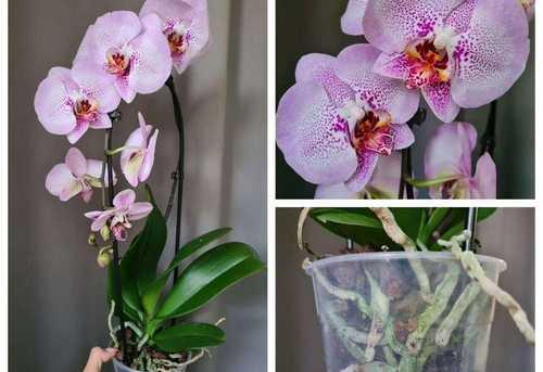 Орхидея фаленопсис Sogo Diamand