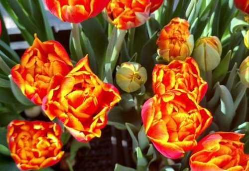 Пионовидные тюльпаны к 8 марта