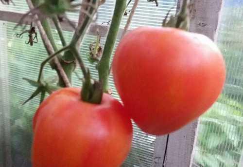 Семена редких экзотических коллекционных томатов